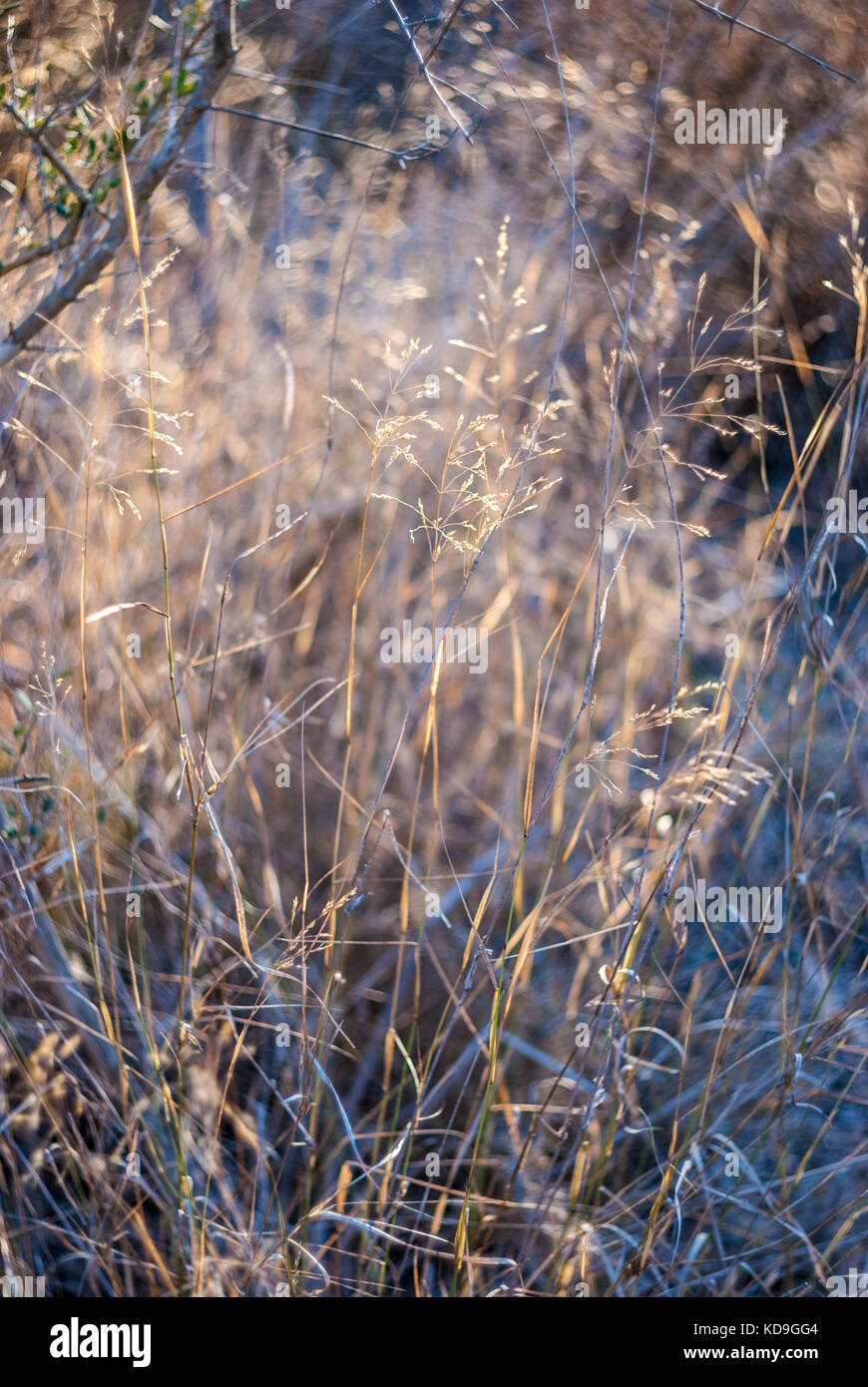 Wild dry grass with blurry background Stock Photo - Alamy