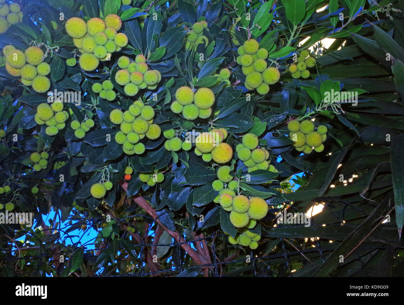 Arbutus berry (arbutus unedo) in Sardinia Stock Photo - Alamy