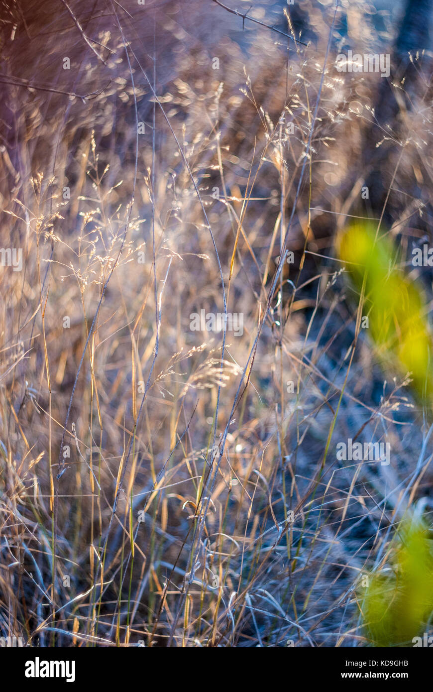 Wild dry grass with blurry background Stock Photo - Alamy