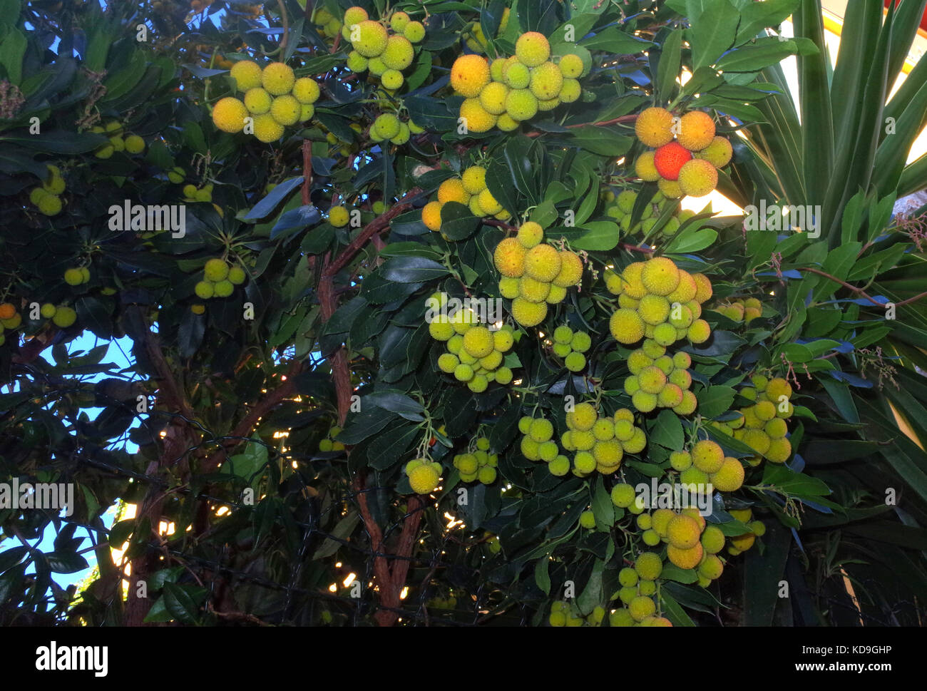 Arbutus berry (arbutus unedo) in Sardinia Stock Photo - Alamy