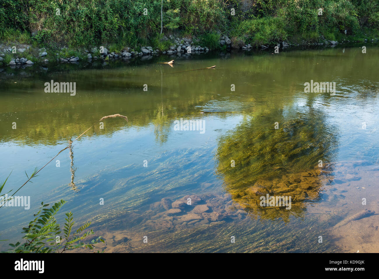 Scenery is partially refelcted and the bottom is revealed on the Green ...