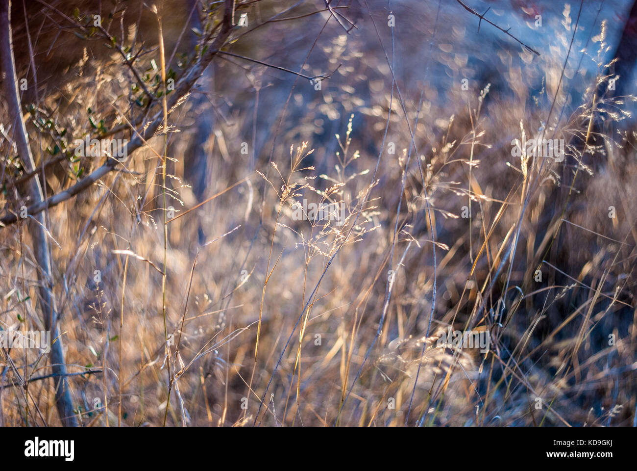 Wild dry grass with blurry background Stock Photo - Alamy