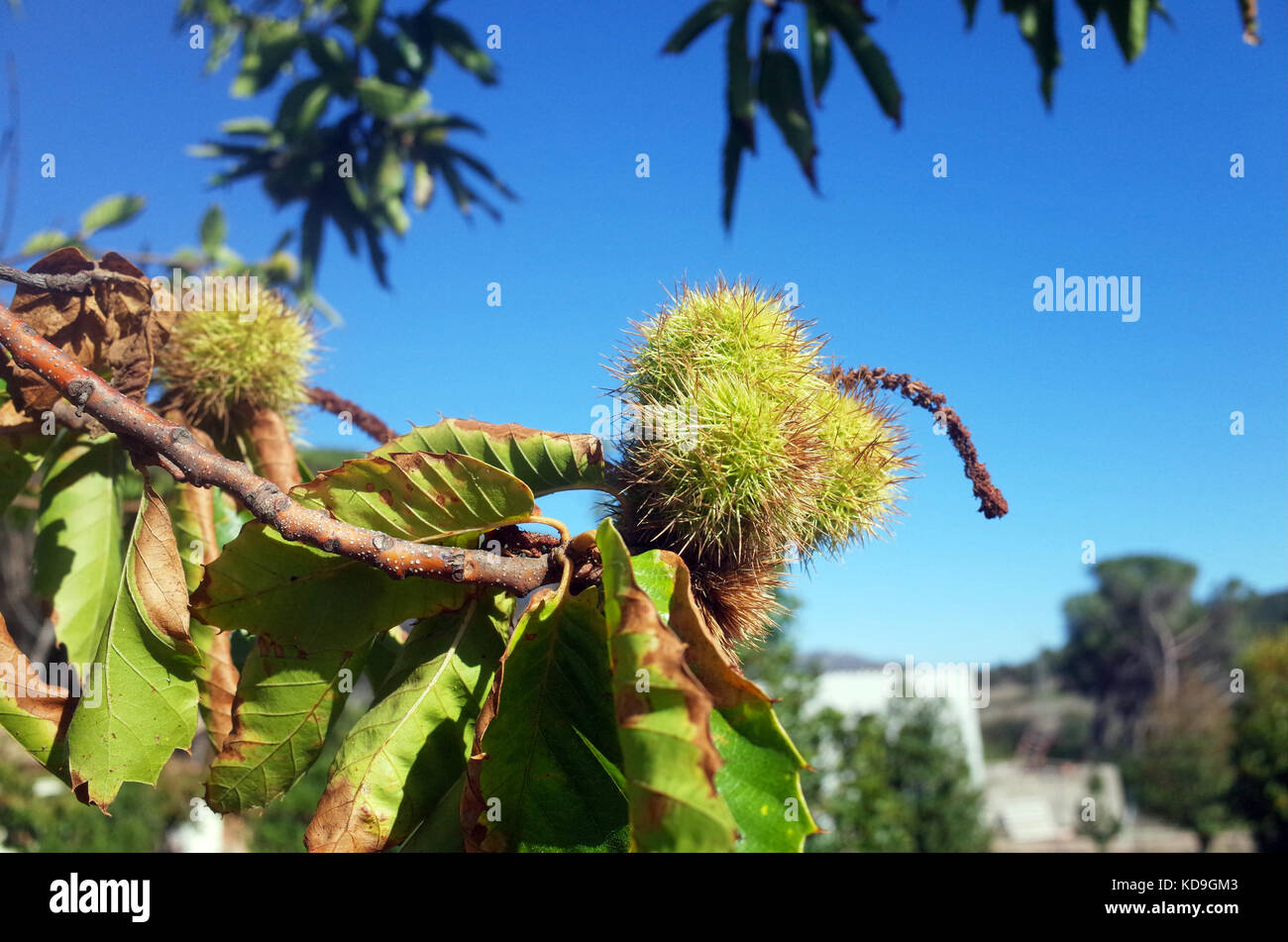 Chestnut tree in Sardinia Stock Photo - Alamy