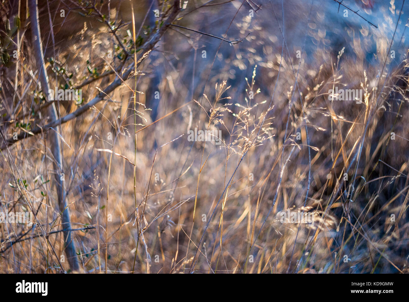 Wild dry grass with blurry background Stock Photo - Alamy