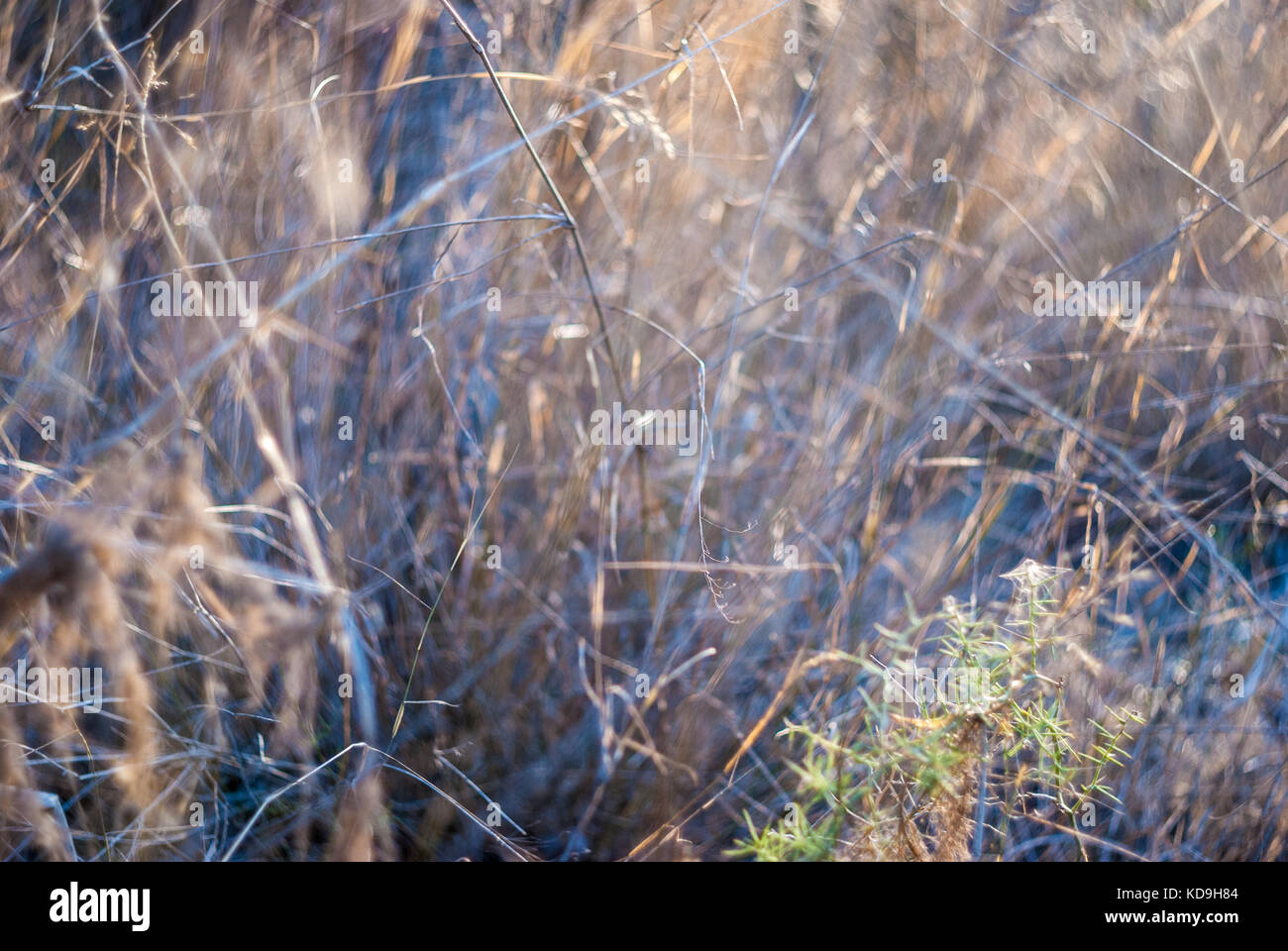 Wild dry grass with blurry background Stock Photo - Alamy