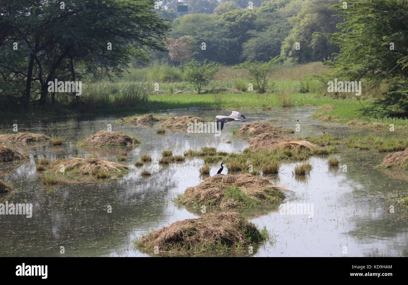 Birds at Sultanpur National Park Stock Photo - Alamy