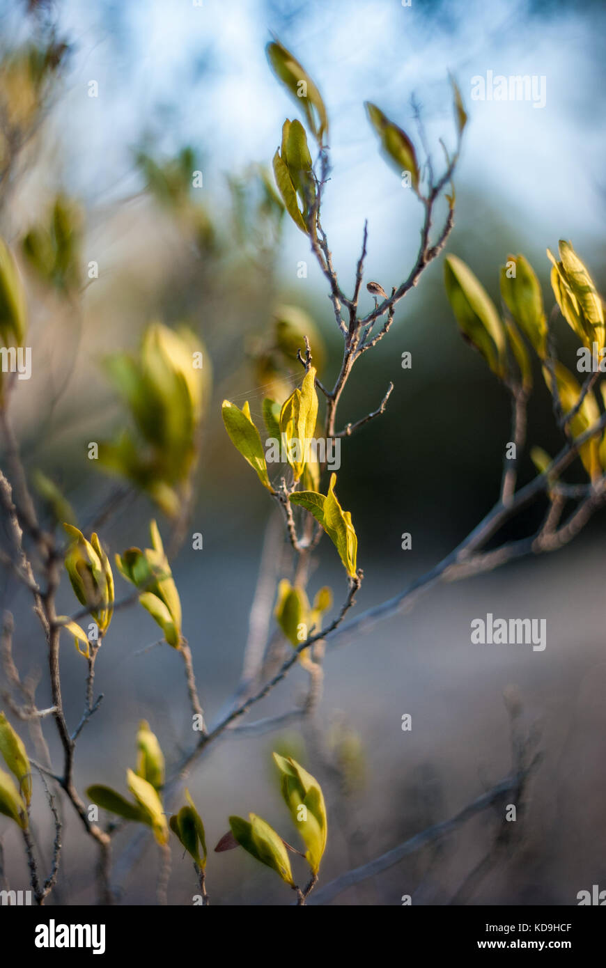 Green tree branches Stock Photo - Alamy