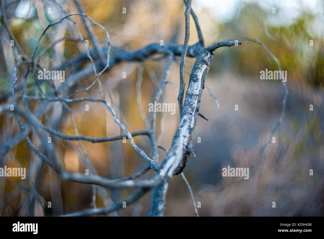 Dry tree branches Stock Photo - Alamy