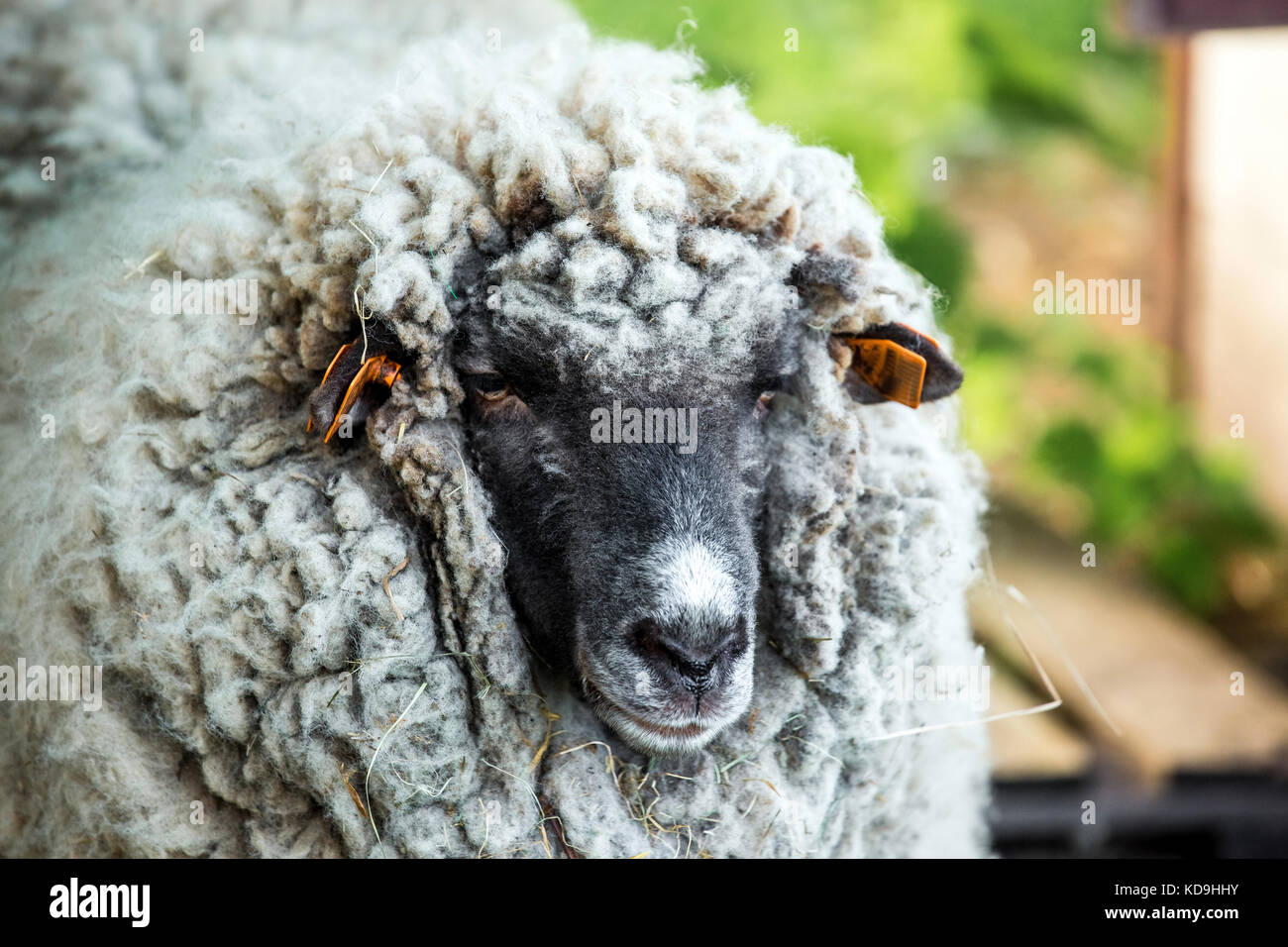 Woolly sheep face hi-res stock photography and images - Alamy