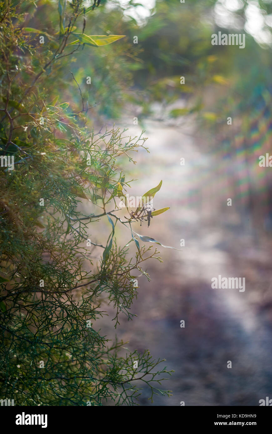 Green bushes on forest nature trail Stock Photo - Alamy