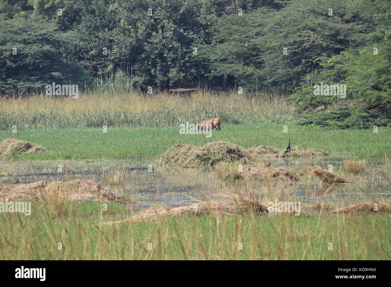 Sultanpur National Park Stock Photo - Alamy