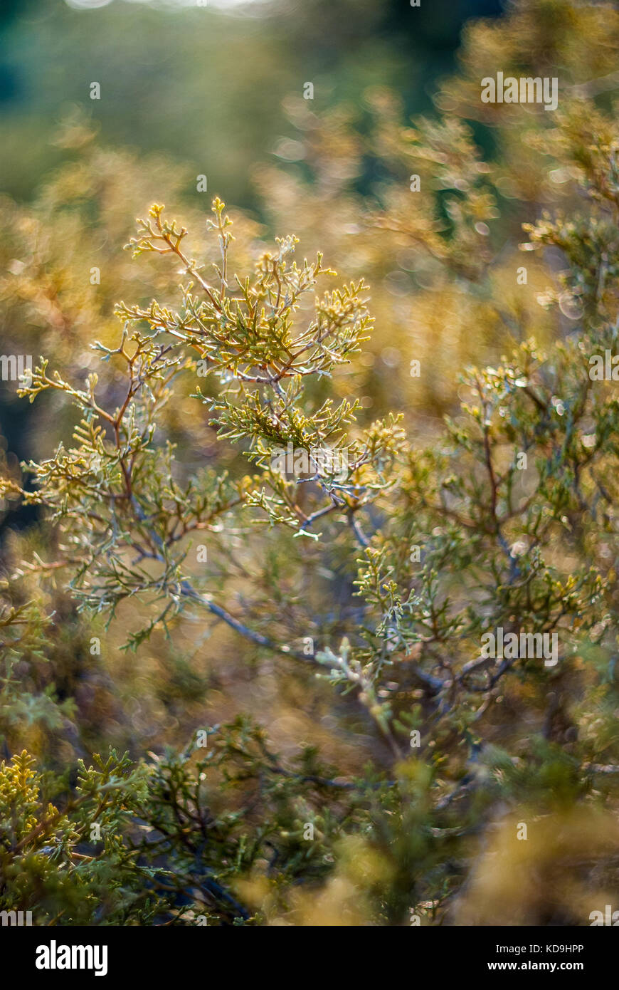 Green bushes on forest nature trail Stock Photo - Alamy