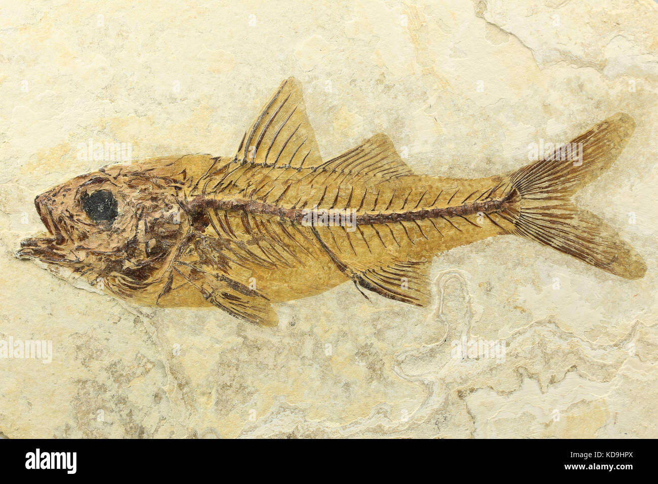 Dapalis Macrurus fish fossil from Aix-en-Provence, France Stock Photo ...
