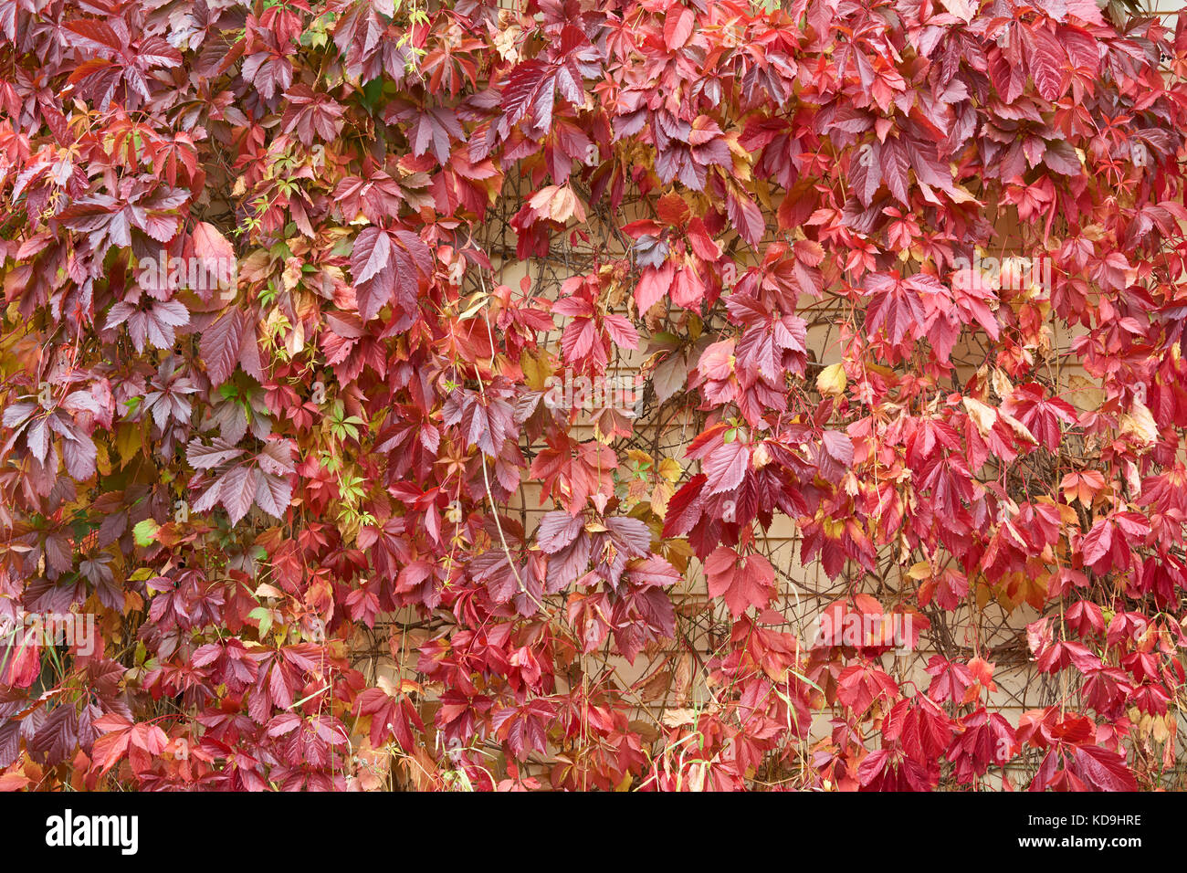Wild grape vines hi-res stock photography and images - Alamy