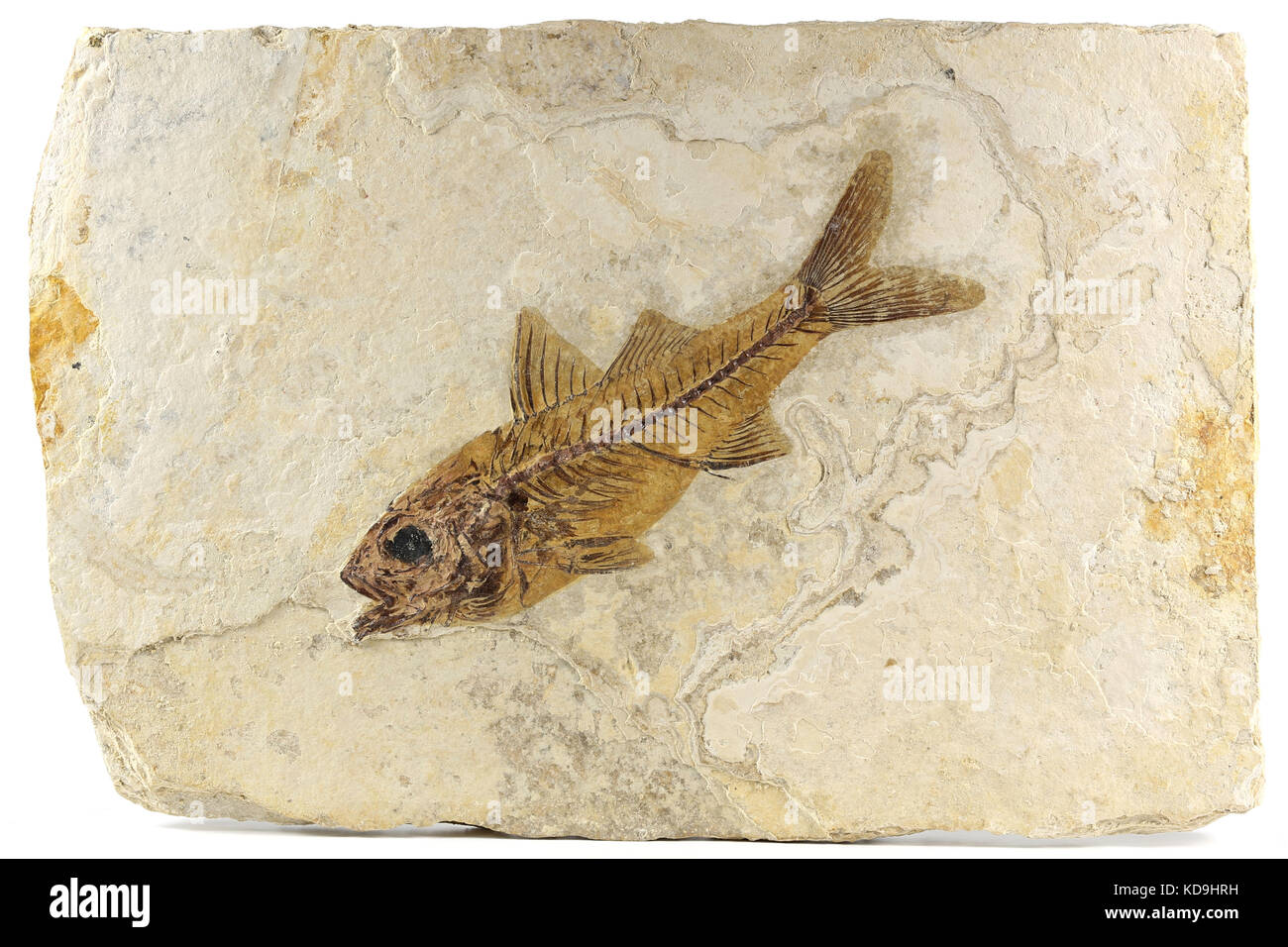 Dapalis Macrurus fish fossil from Aix-en-Provence, France Stock Photo ...