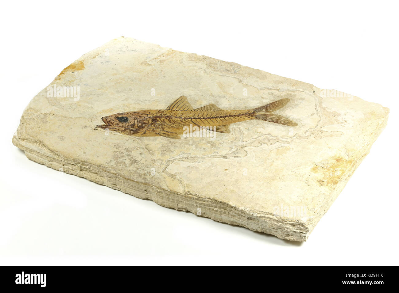 Dapalis Macrurus fish fossil from Aix-en-Provence, France Stock Photo ...