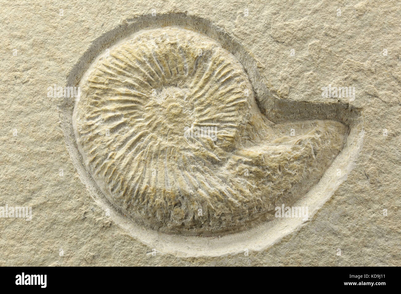 Solnhofen Limestone with Subplanites sp. Ammonite fossil Stock Photo ...