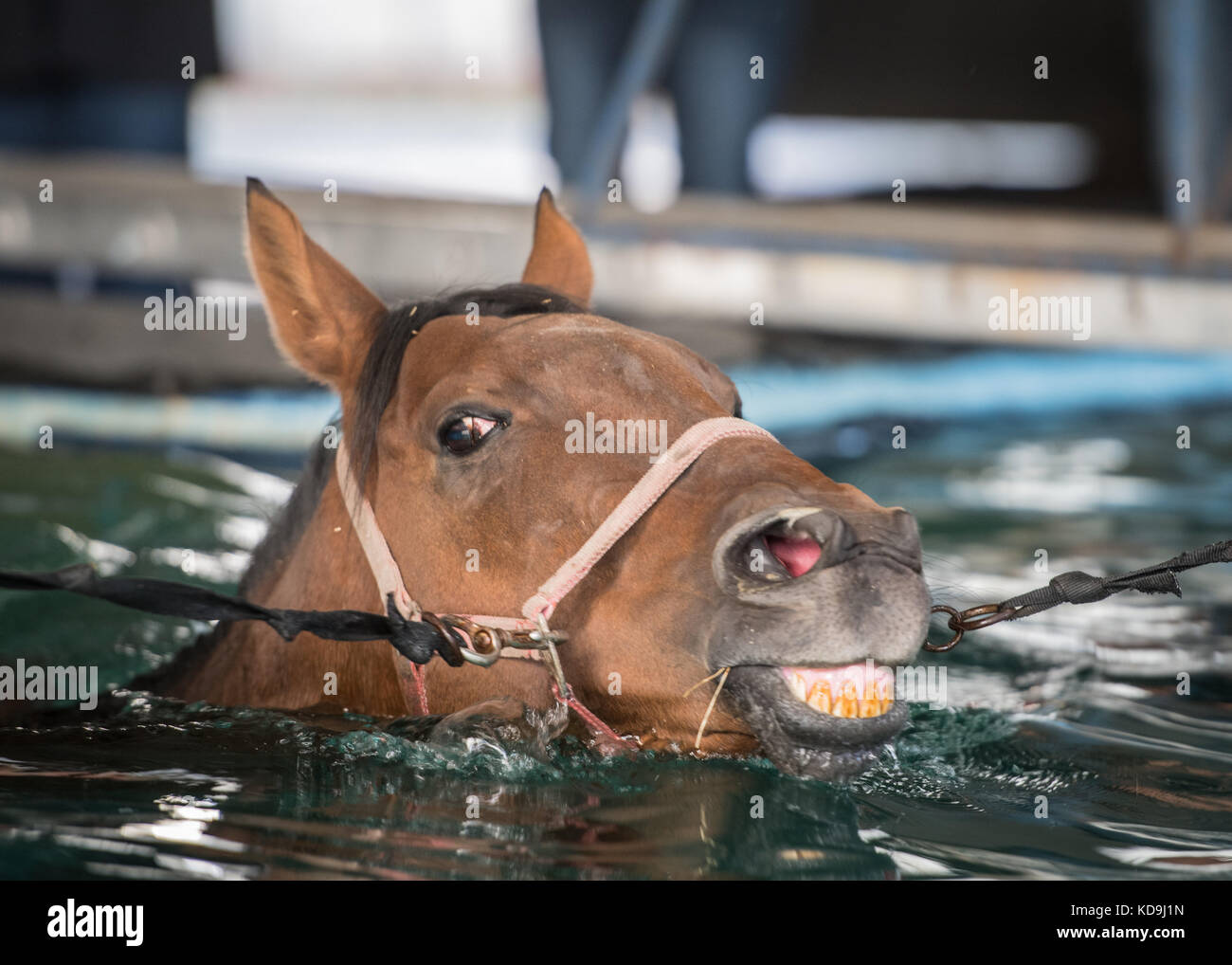 Hydrotherapy horse hi-res stock photography and images - Alamy