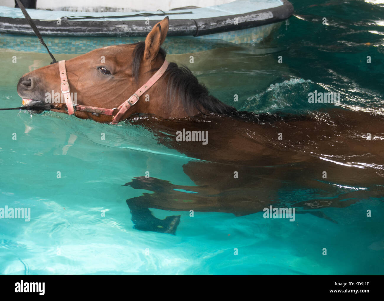 Race horse swimming hi-res stock photography and images - Alamy