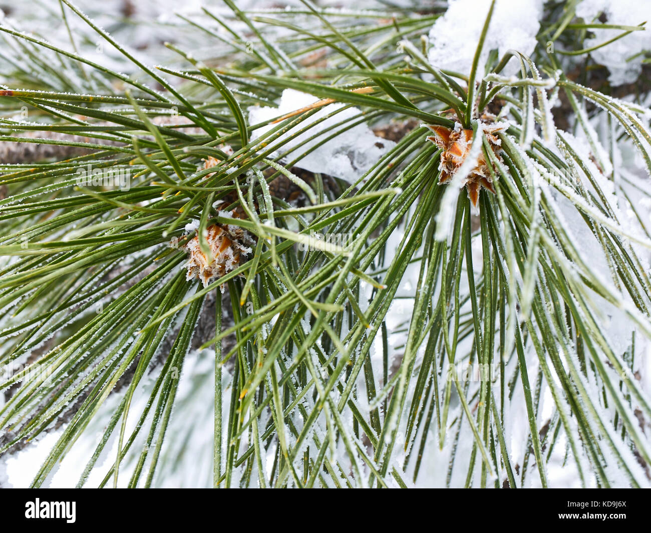 Rime ice pine cones branches hi-res stock photography and images - Alamy