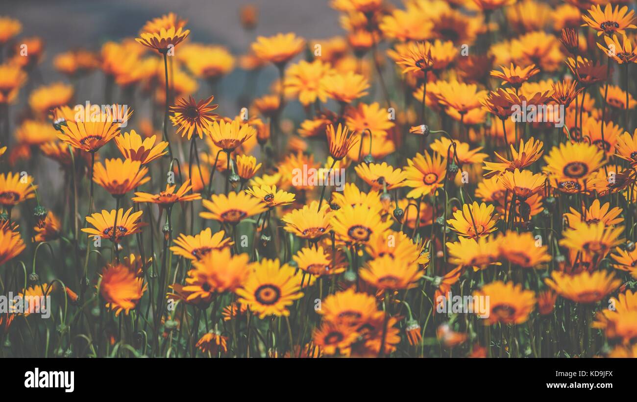 Many Birds belong together Stock Photo - Alamy