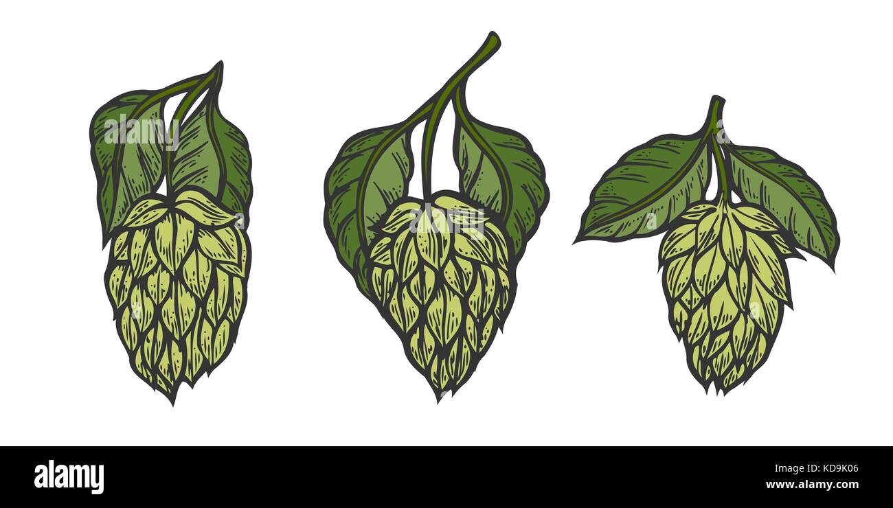 Vintage designs set with hops and leaves. Hop hand drawn in artistic ...