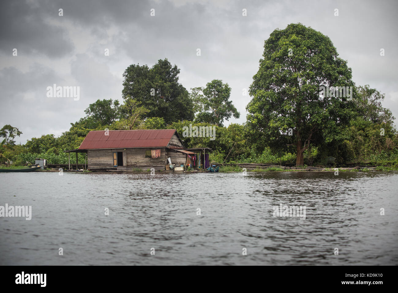 Tropical Borneo view from river boat. Huge tree, lush foliage and ...