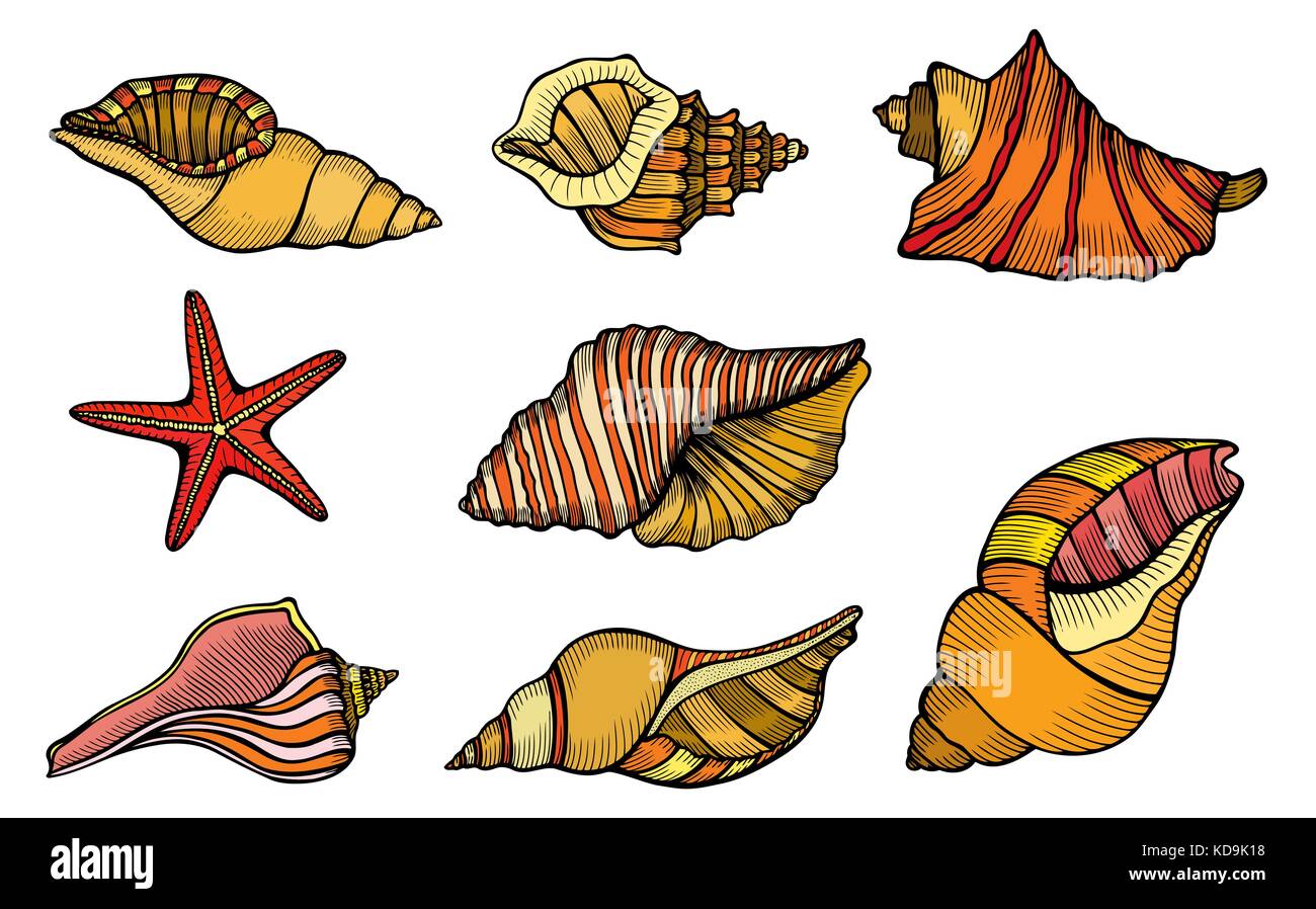 Sea shell. Set color engraving vector vintage illustrations. Isolated ...