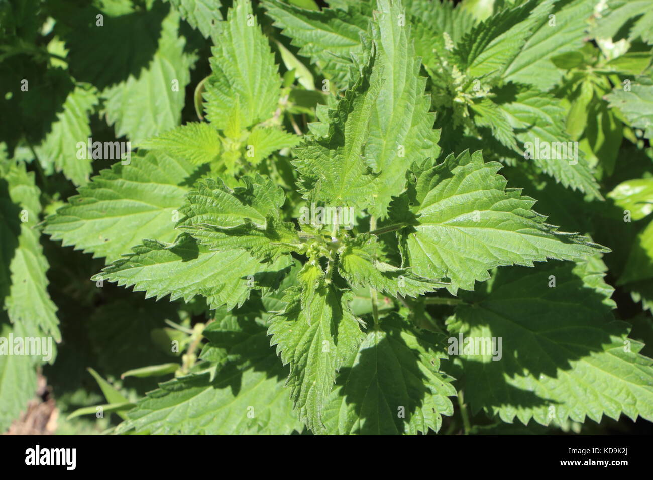 Close-up of plant of nettle in a field Stock Photo - Alamy