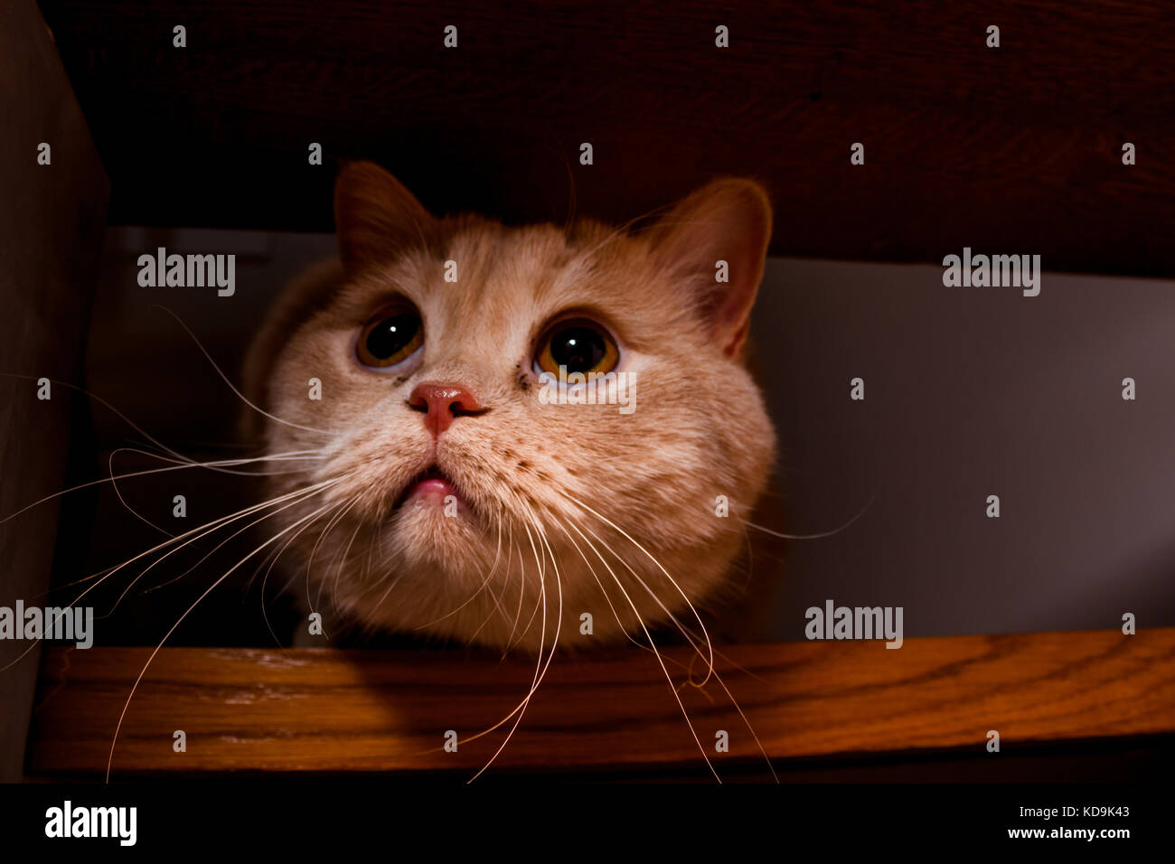 Adorable red cat Stock Photo - Alamy
