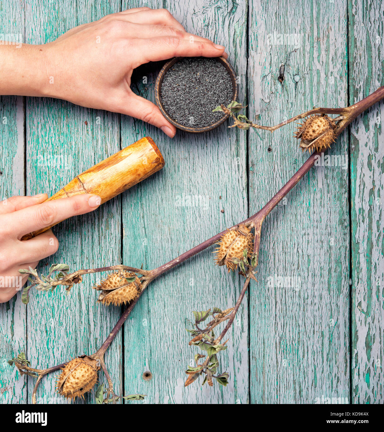 Hands with pestle, preparing medicinal potion from medicinal herb Stock ...