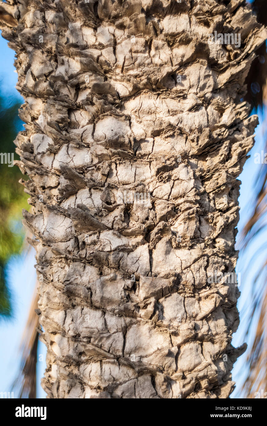Date palm tree trunk Stock Photo - Alamy