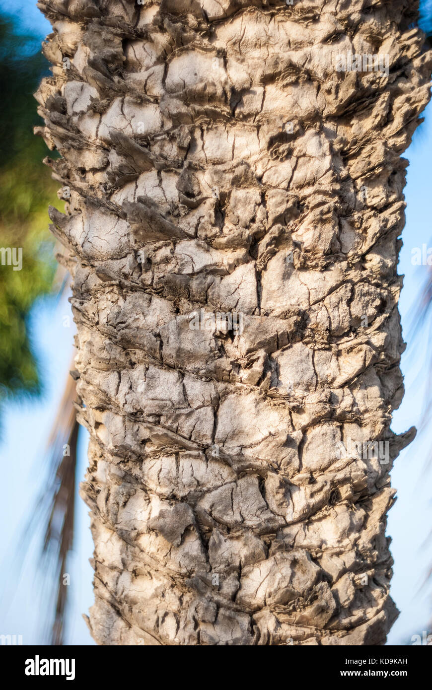Date palm tree trunk Stock Photo - Alamy