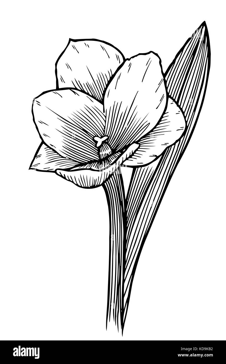 Vector black contour of lily flowers isolated on a white background ...