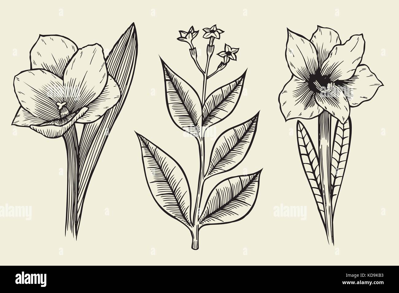 Flower set: highly detailed hand drawn vector illustration, isolated on ...