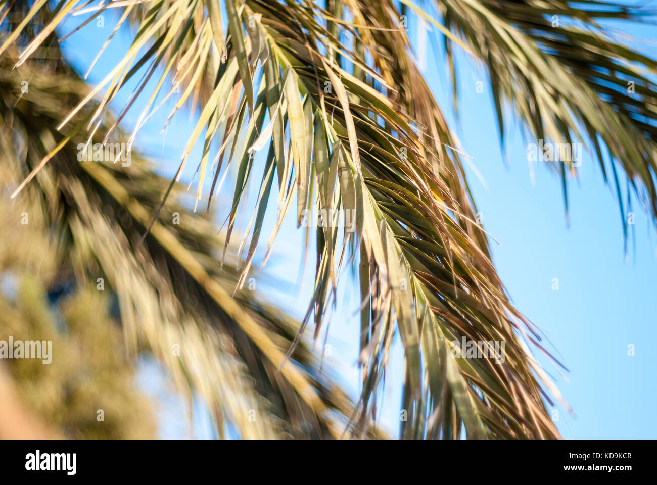 Date palm tree leaves Stock Photo - Alamy