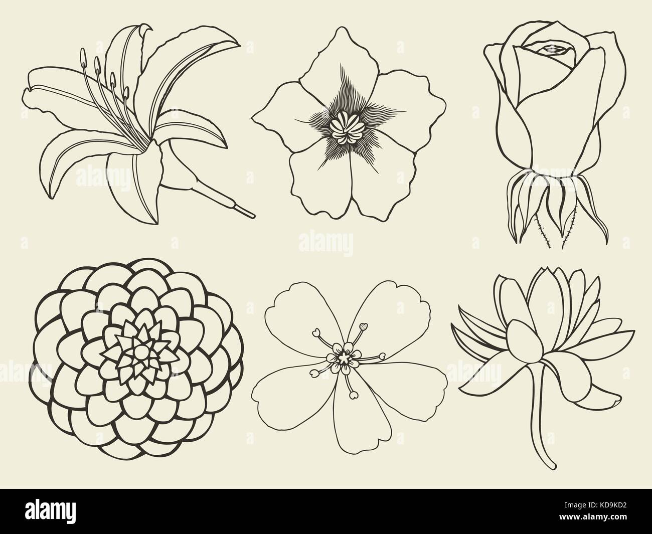 Flowers. Hand drawn sketch flowers, rose, floral pattern Vector ...