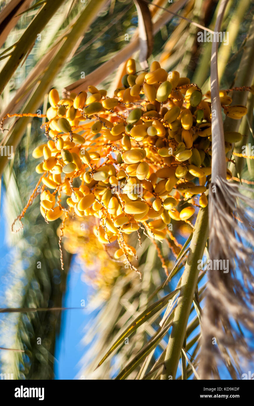 Date palm tree with ripening fruits Stock Photo - Alamy