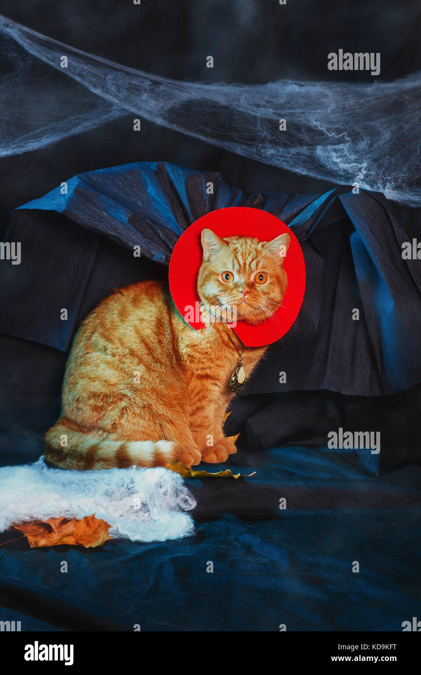 Red Cat vampire on black background. Halloween theme Stock Photo - Alamy