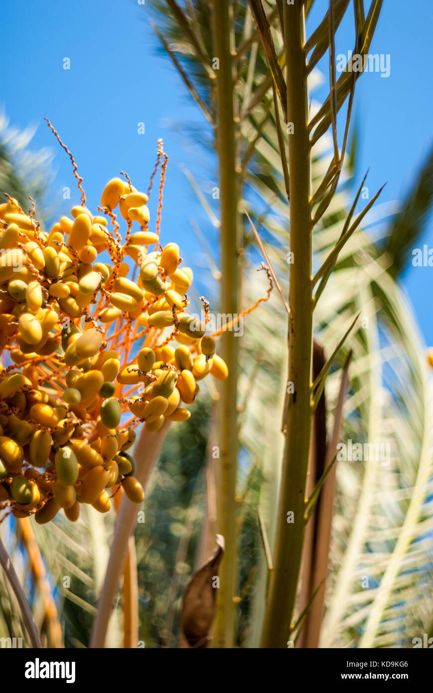 Date palm tree with ripening fruits Stock Photo - Alamy
