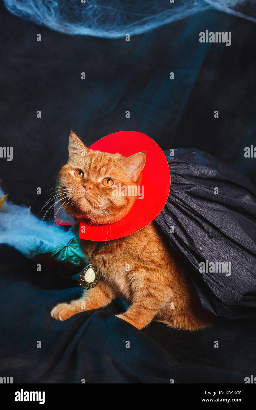 Red Cat vampire on black background. Halloween theme Stock Photo - Alamy