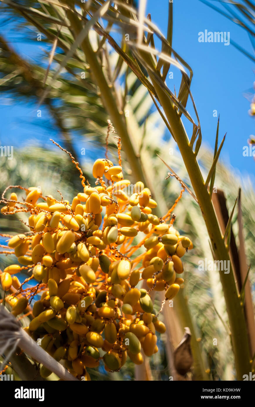 Date palm tree with ripening fruits Stock Photo - Alamy