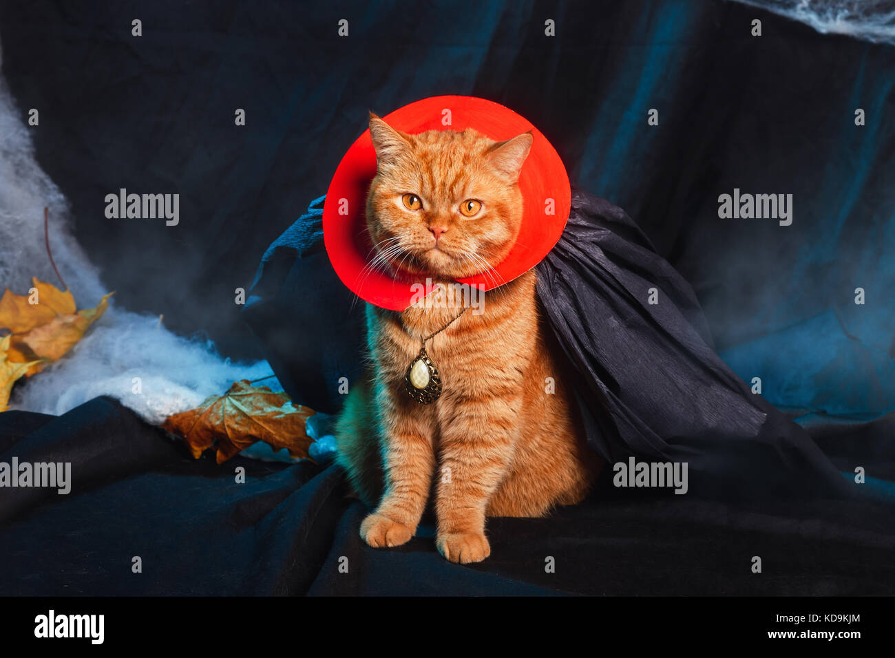 Red Cat vampire on black background. Halloween theme Stock Photo - Alamy