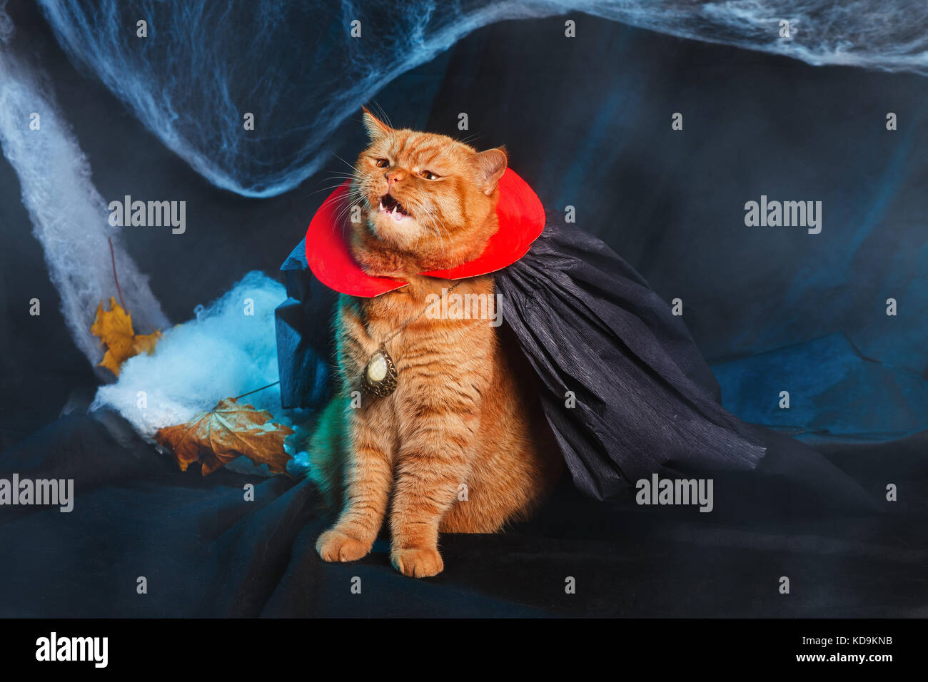 Red Cat vampire on black background. Halloween theme Stock Photo - Alamy