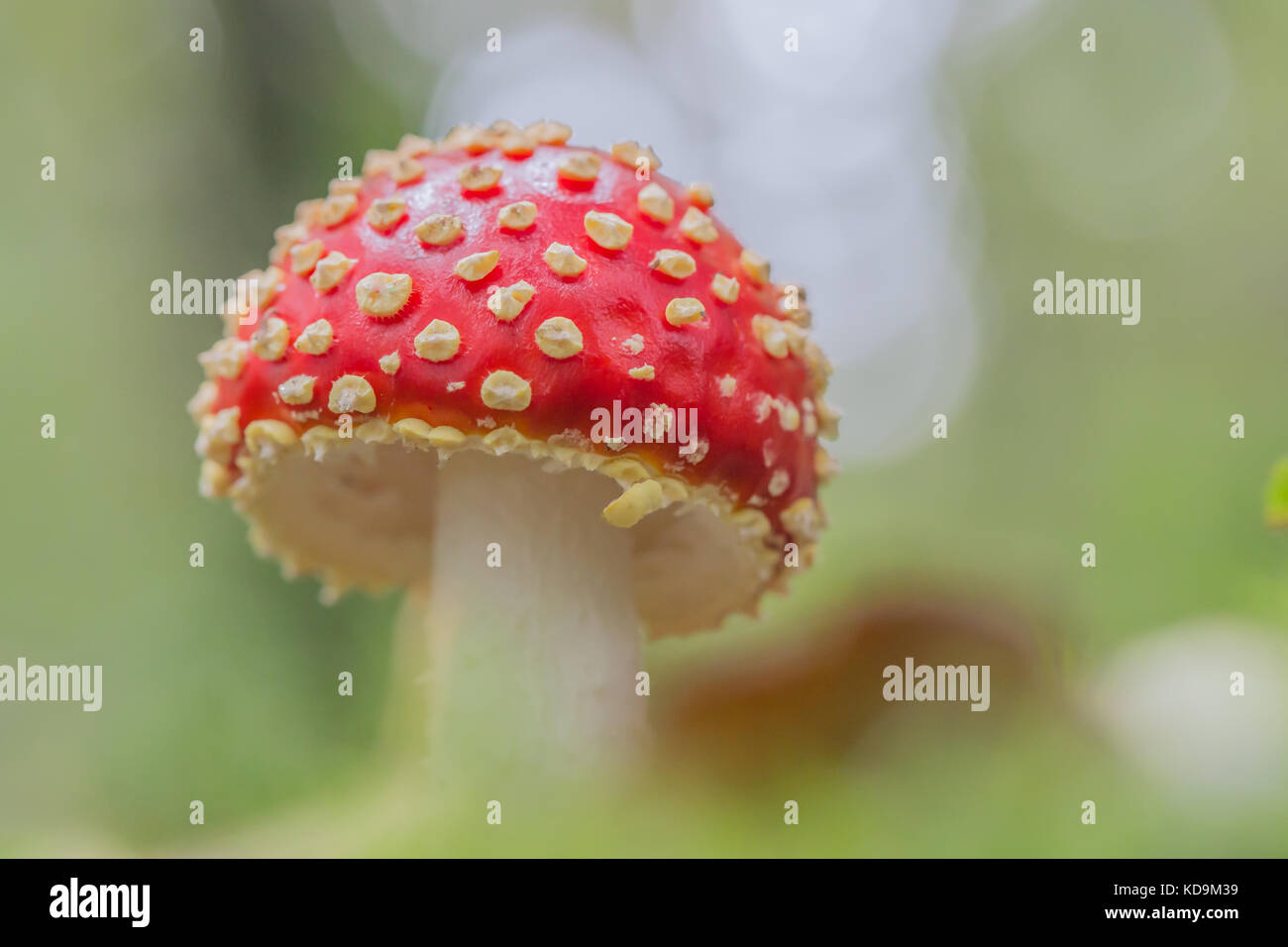 In soft colors hi-res stock photography and images - Alamy
