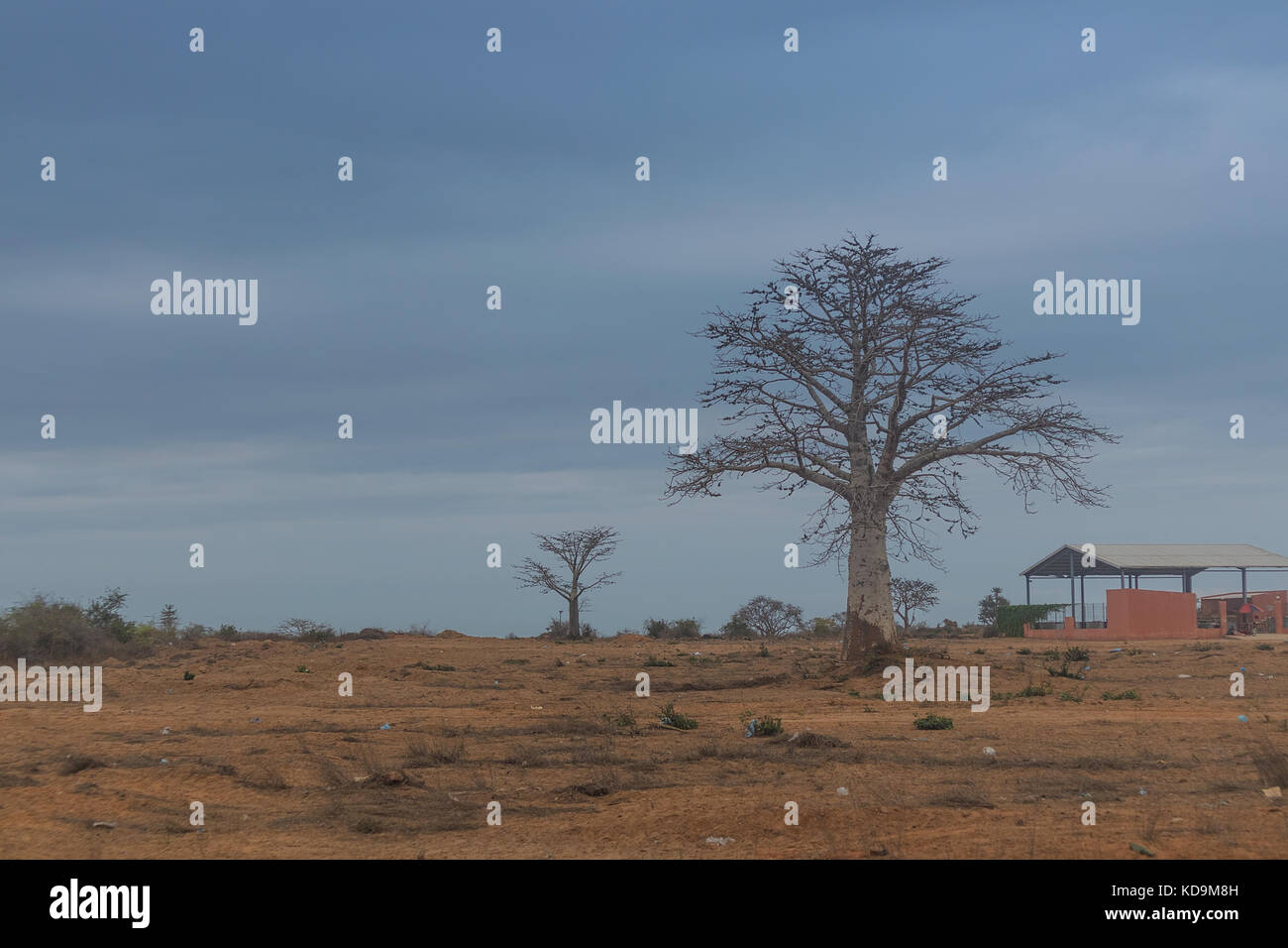 Typical African tree known as Imbondeiro. African plain. Angola Stock ...
