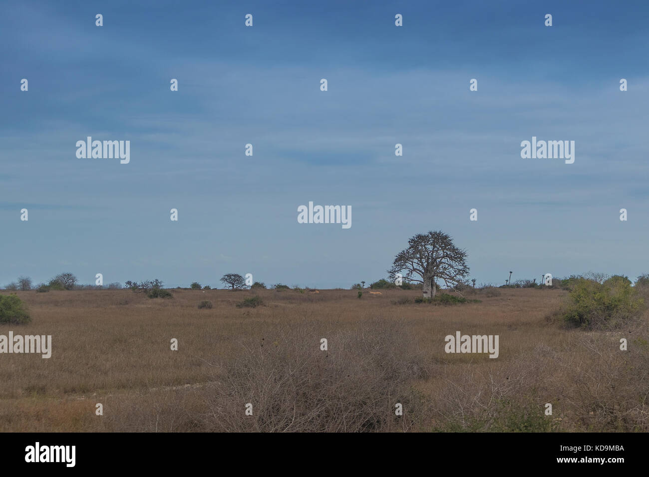 Typical African tree known as Imbondeiro. African plain. Angola Stock ...