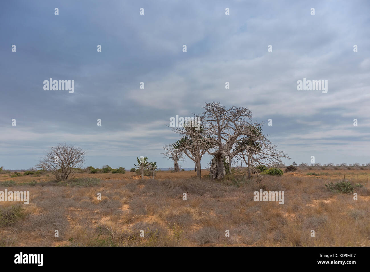 Typical African tree known as Imbondeiro. African plain. Angola Stock ...