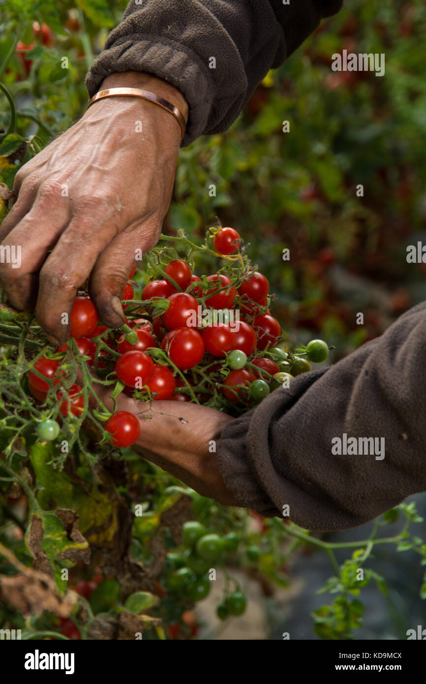 man working in tomato harvest in a biological agriculture farm Stock ...