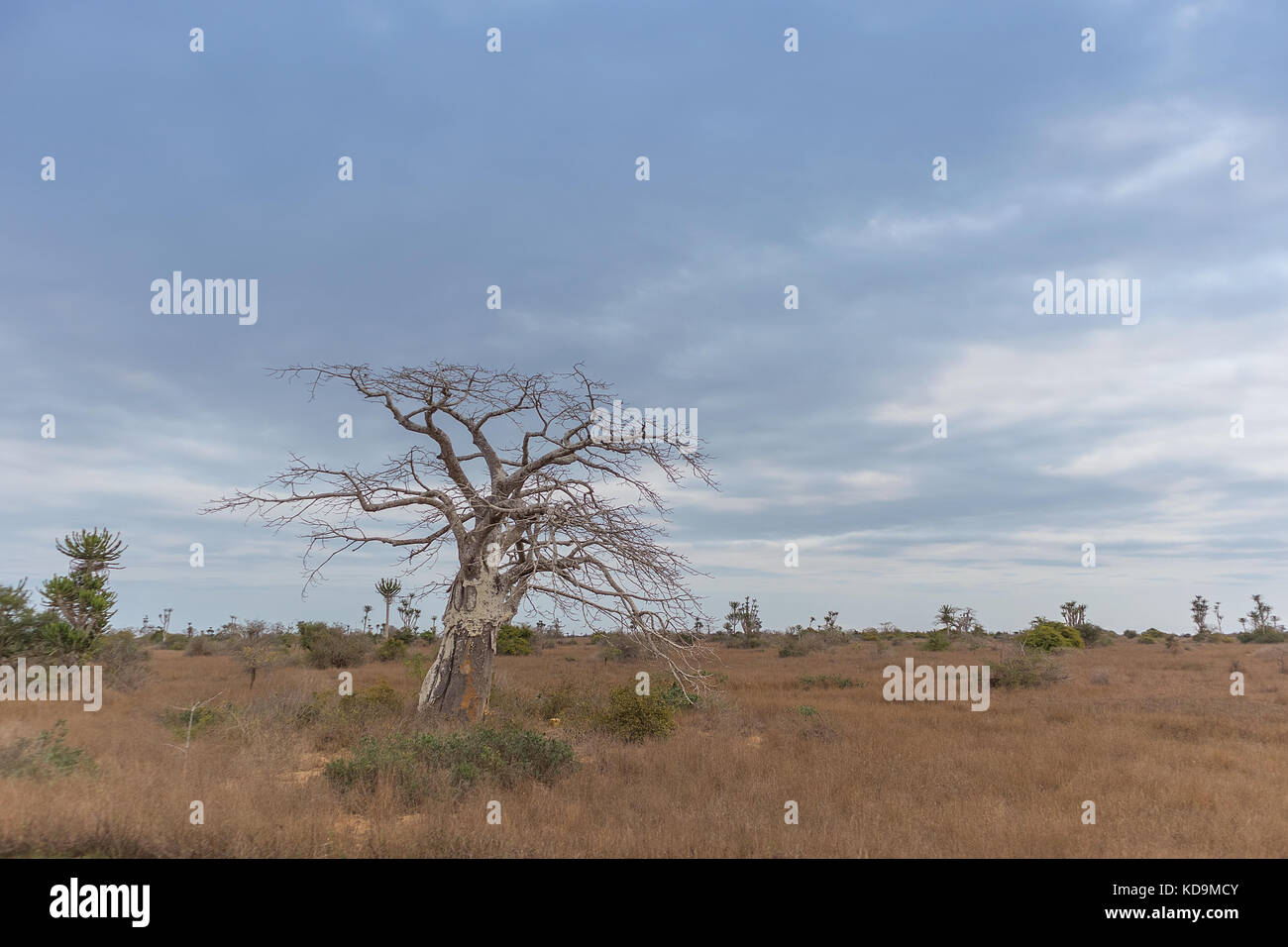 Typical African tree known as Imbondeiro. African plain. Angola Stock ...